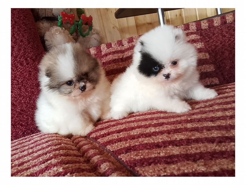 Чудесные миниатюрные мальчики шпица