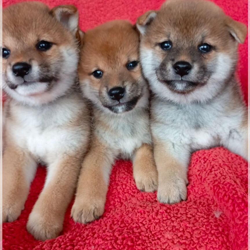 Щенки Сиба ину Шиба ину