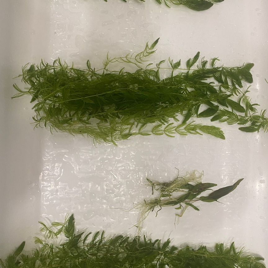 Водоросли для аквариума