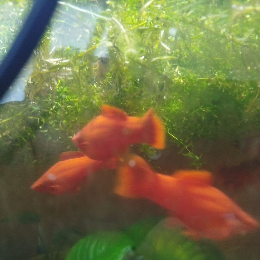 Кинг Конг рубин меченосцы