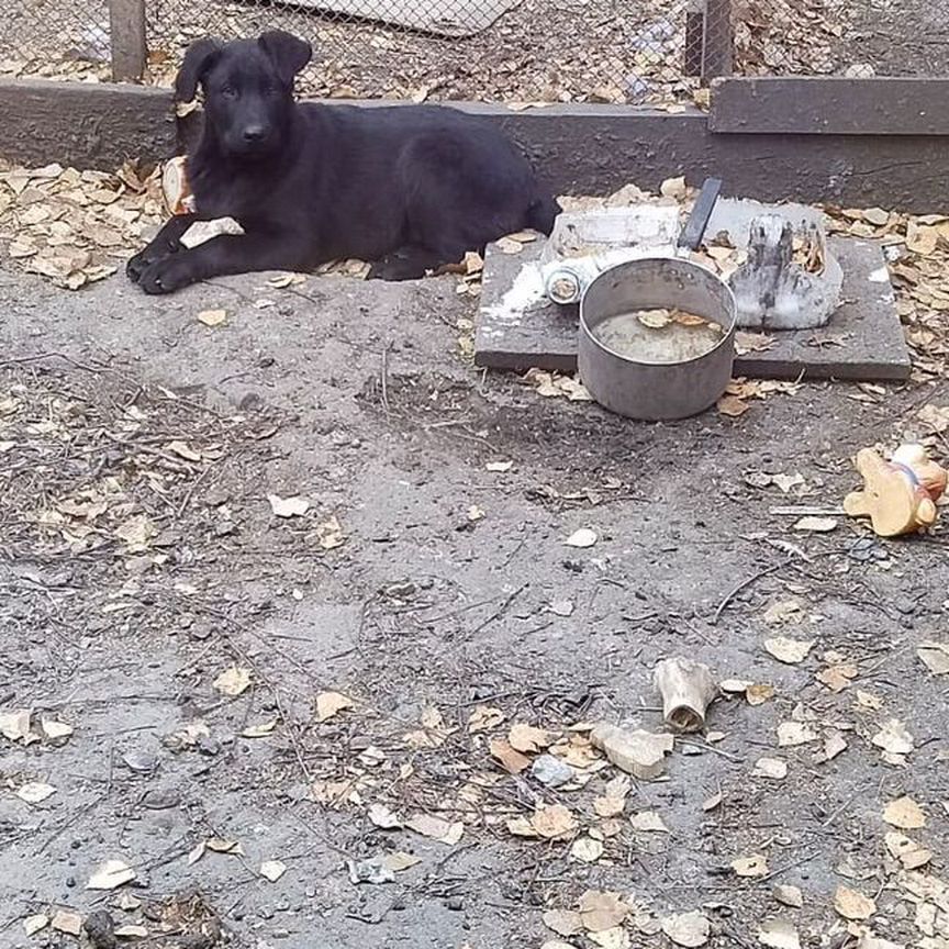 Собака в добрые руки