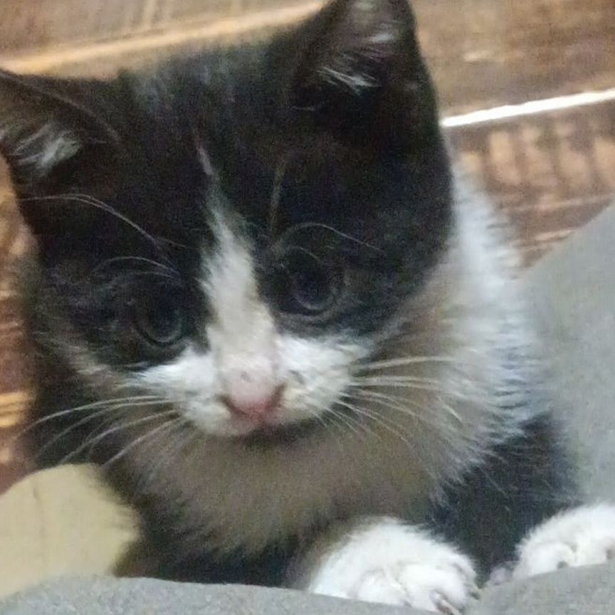 Котёнок в добрые руки