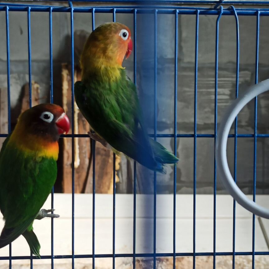 Попугай неразлучники