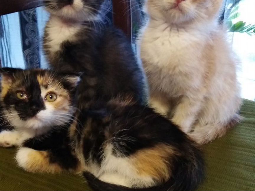 Котята