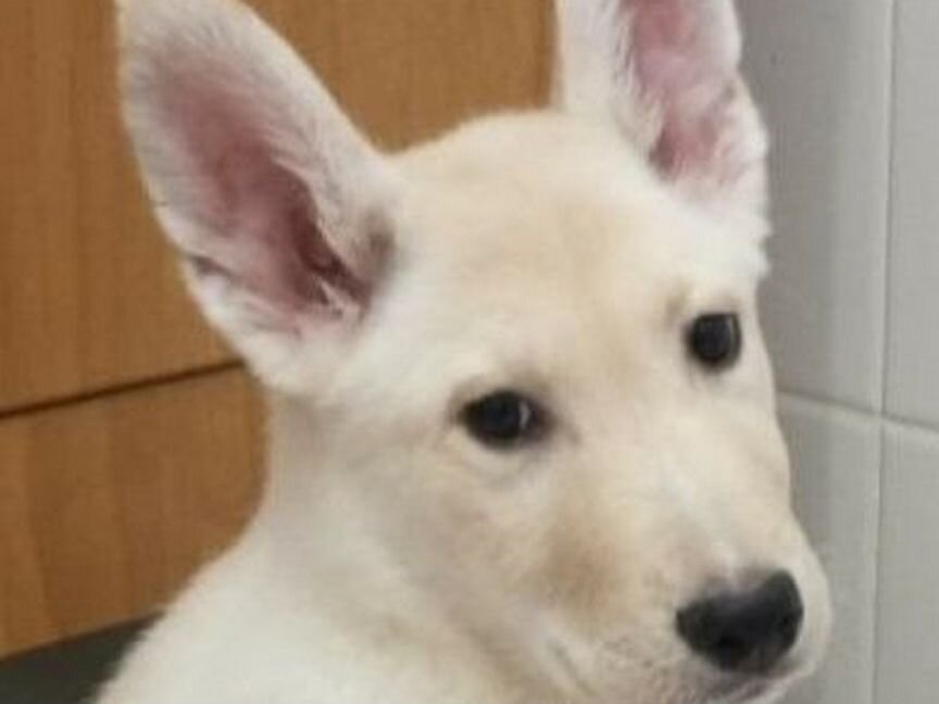 Белый щенок в дар