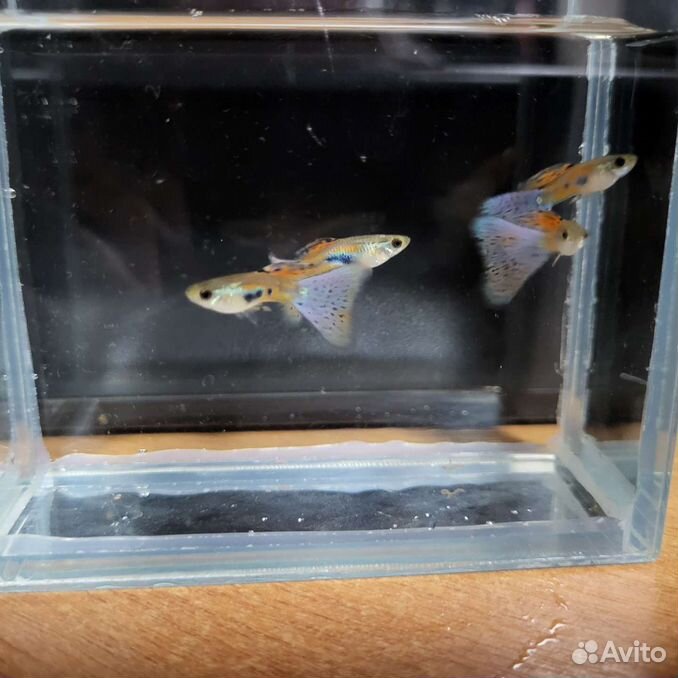 Гуппи Красная трава Guppy Red grass