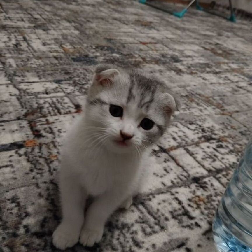 Котенок мальчик