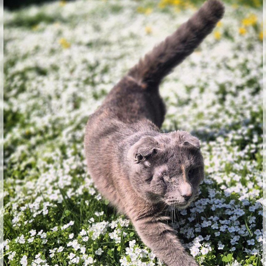 Шотландская вислоухая короткошёрстная, взрослая кошка