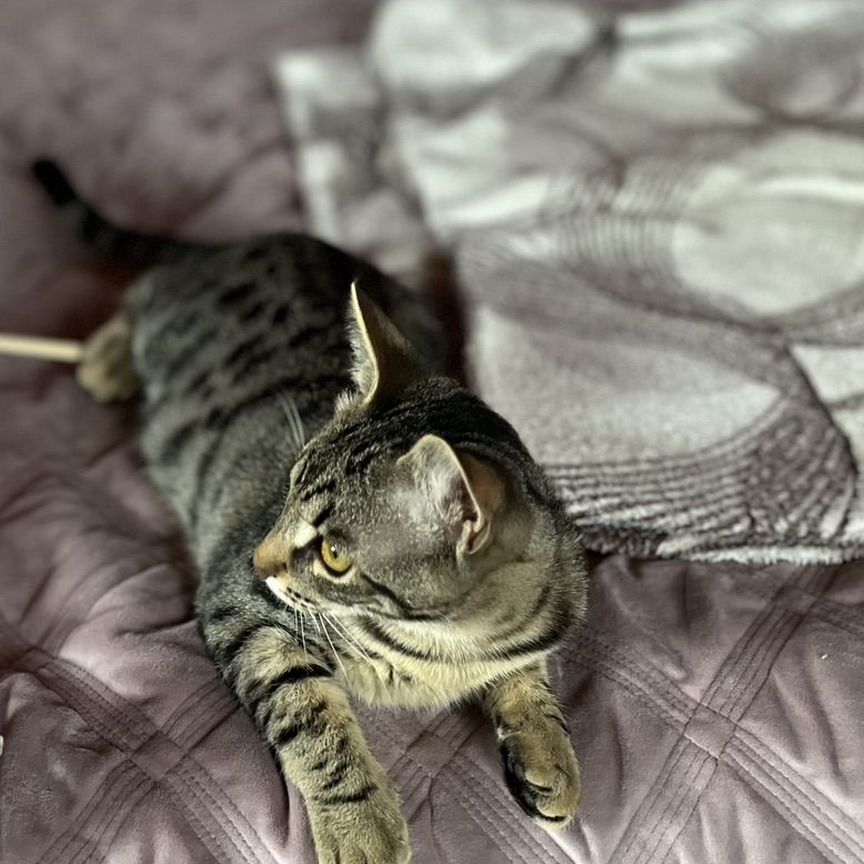 Особенный котенок