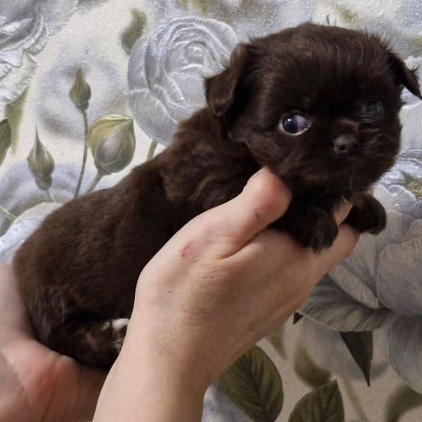 Чихуахуа, щенок