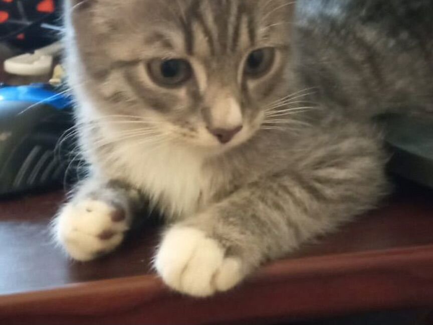 Котенок