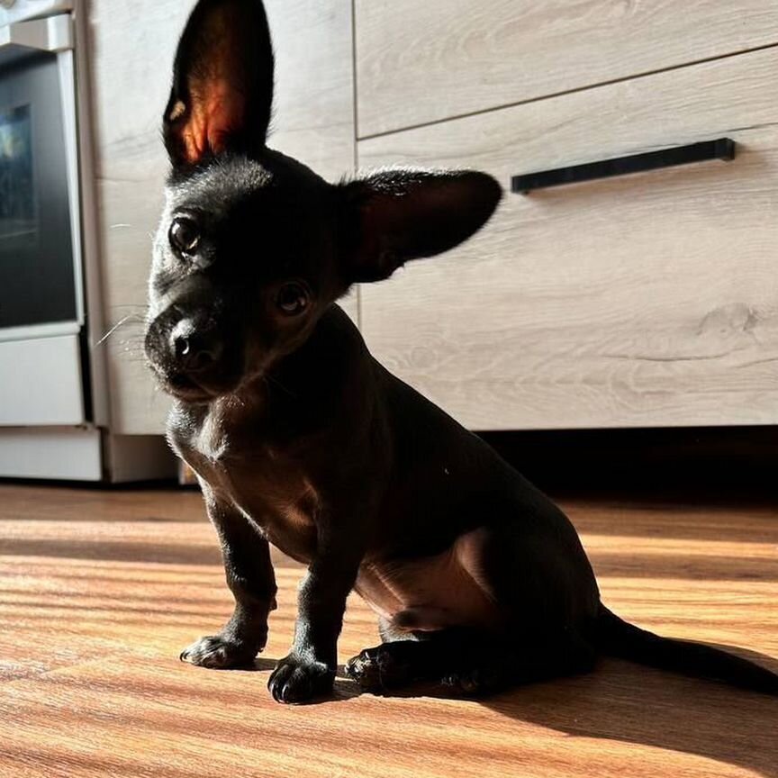 Йоркширский терьер, щенок