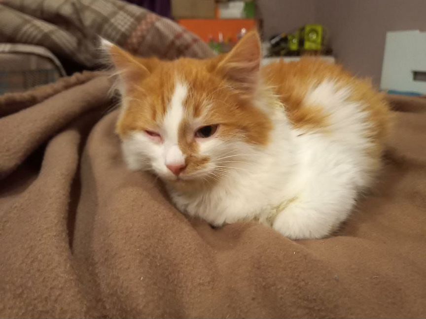 Котенок