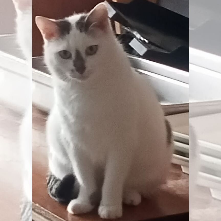 Котик 4 года. Очень нужен дом