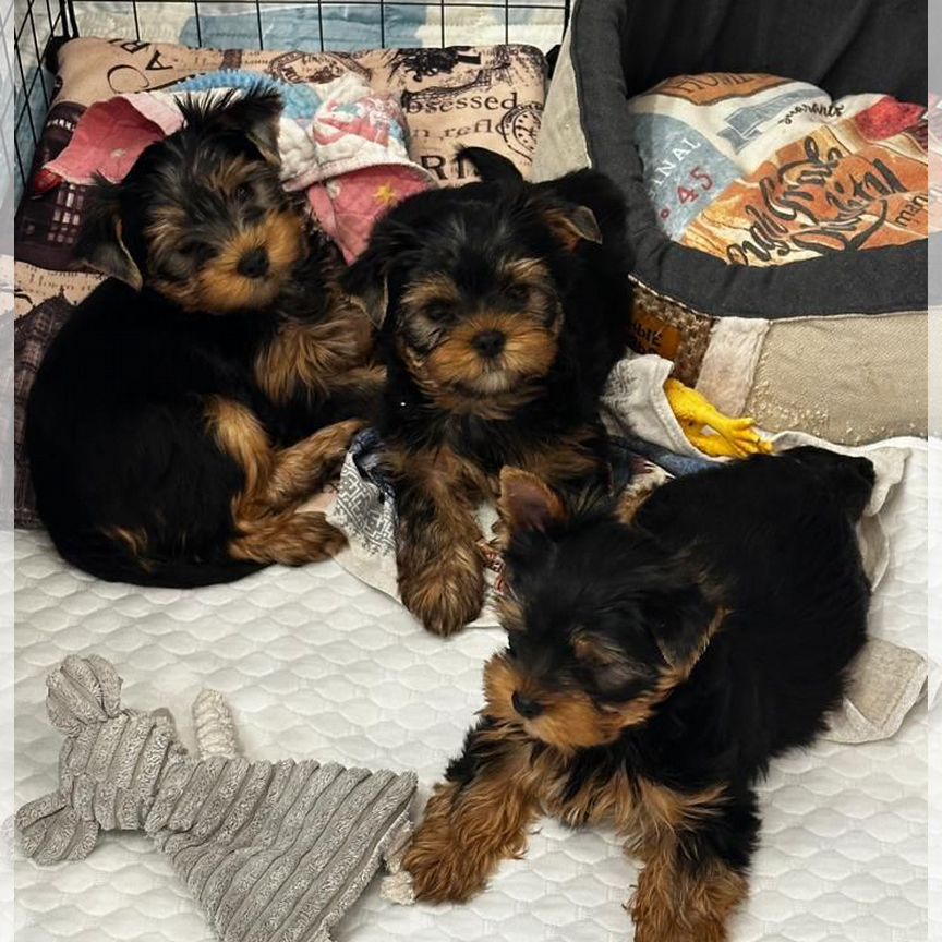 Йоркширский терьер, щенок