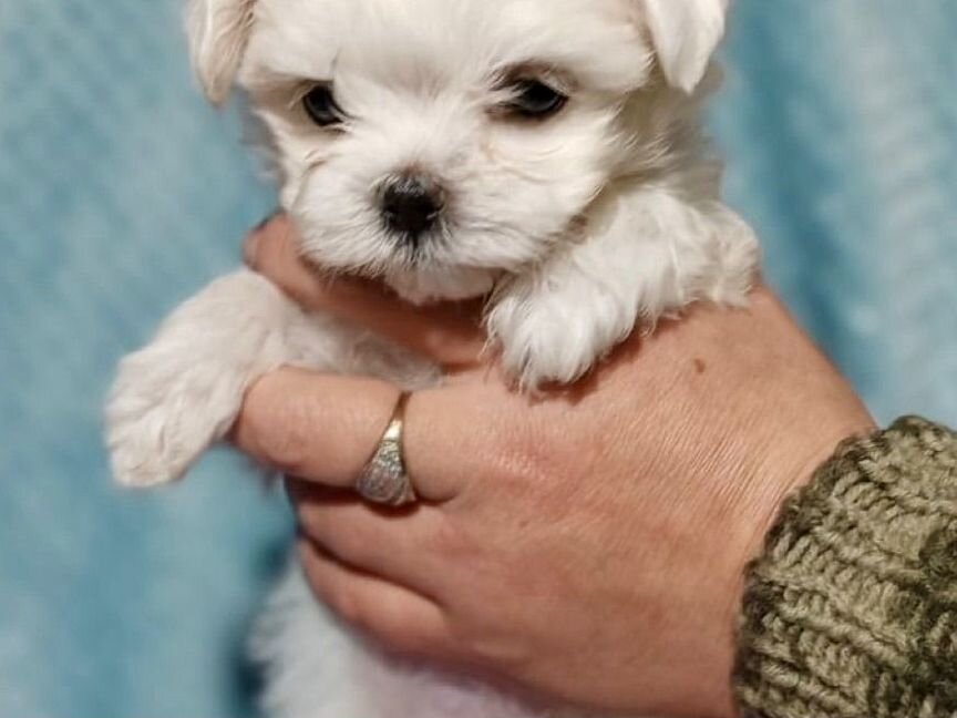 Мальтезе- Мальтийская болонка