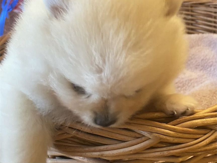 Щенки померанского шпица мини