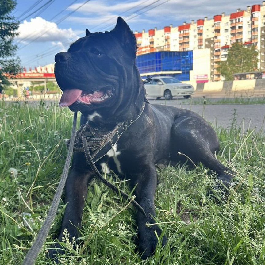 Кане корса