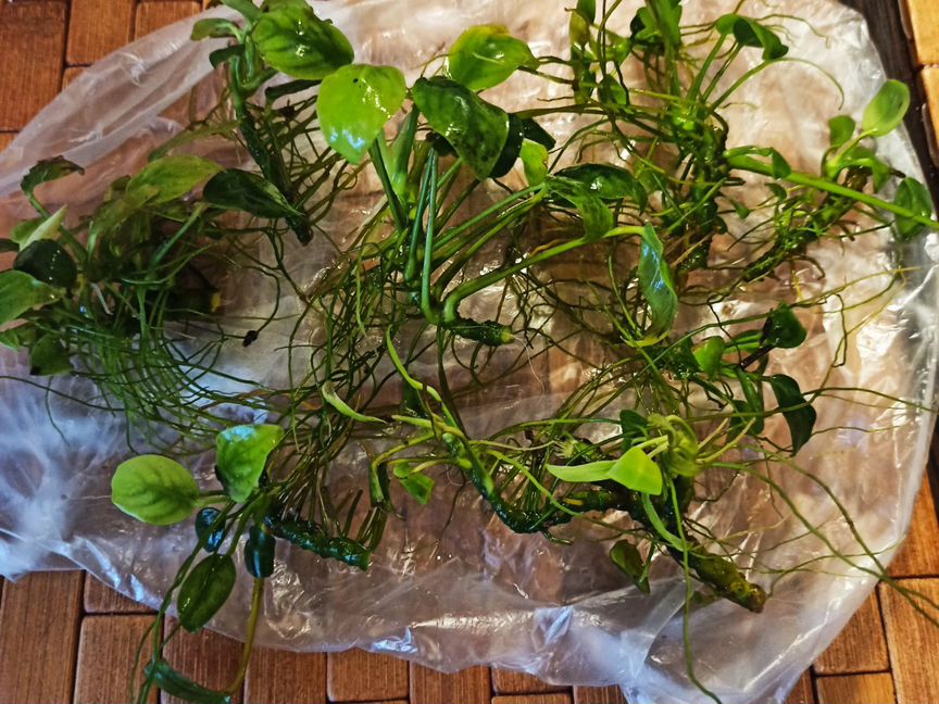 Аквариумная прополка