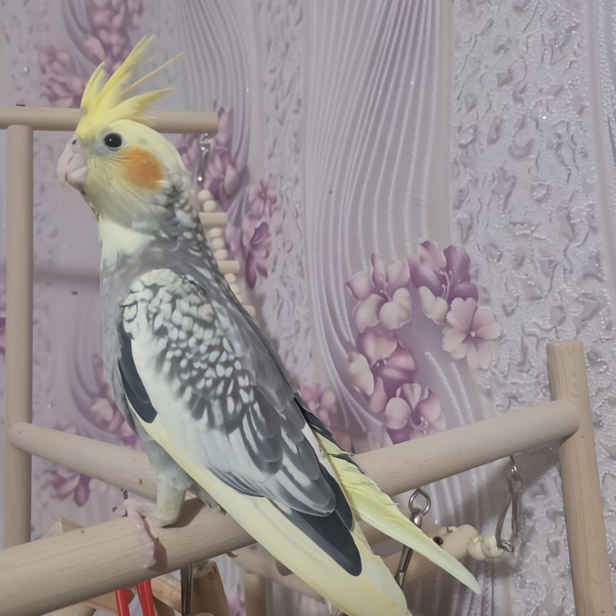 Попугай корелла птенец ручной