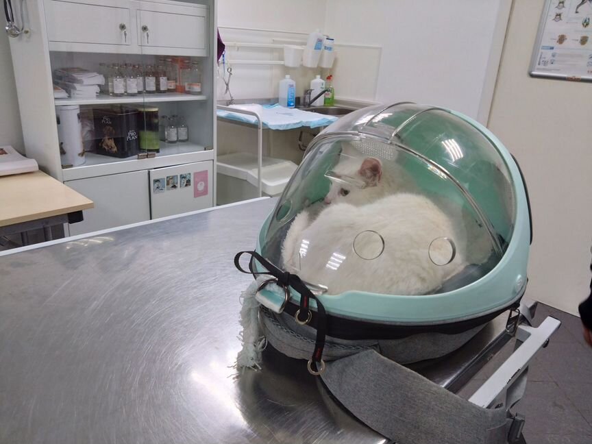 Белый кот Каспер в добрые руки