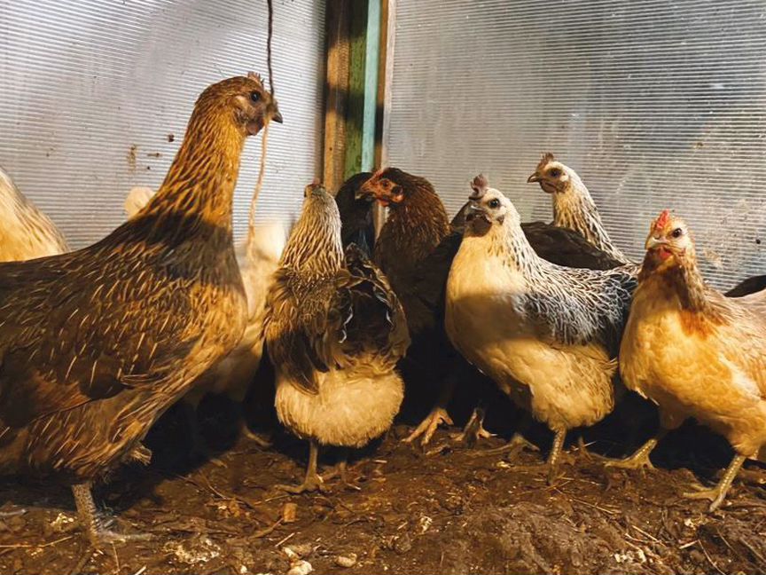 Инкубационное яйцо Лакеданзи