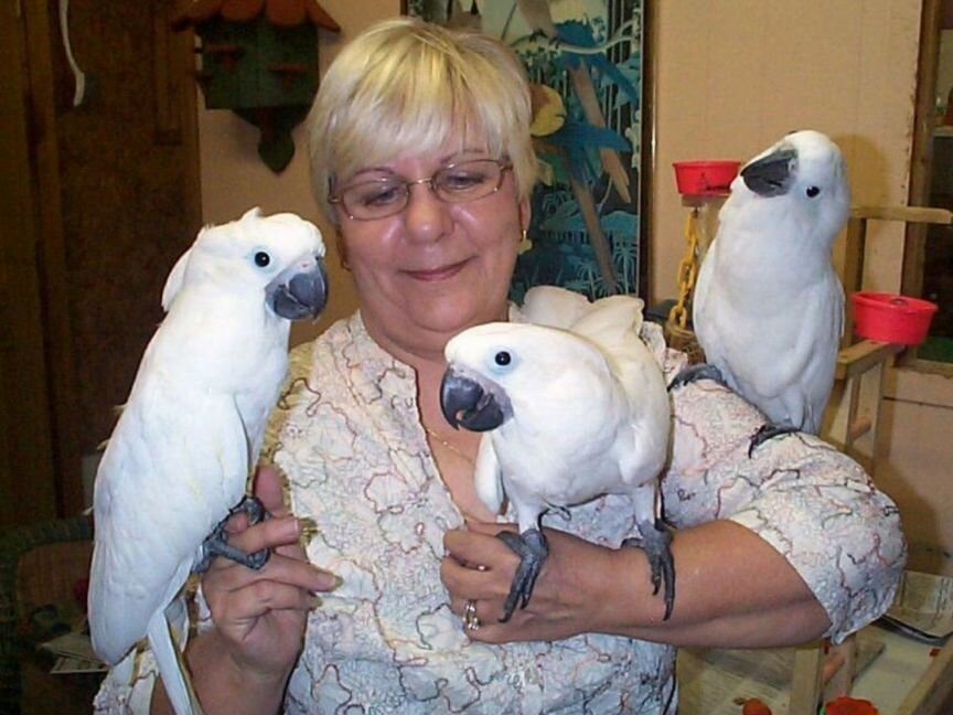 Птенцы выкормыши какаду