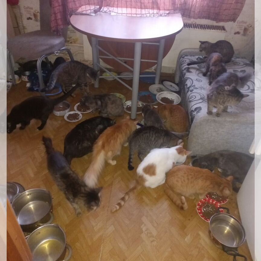 Кошки в добрые руки