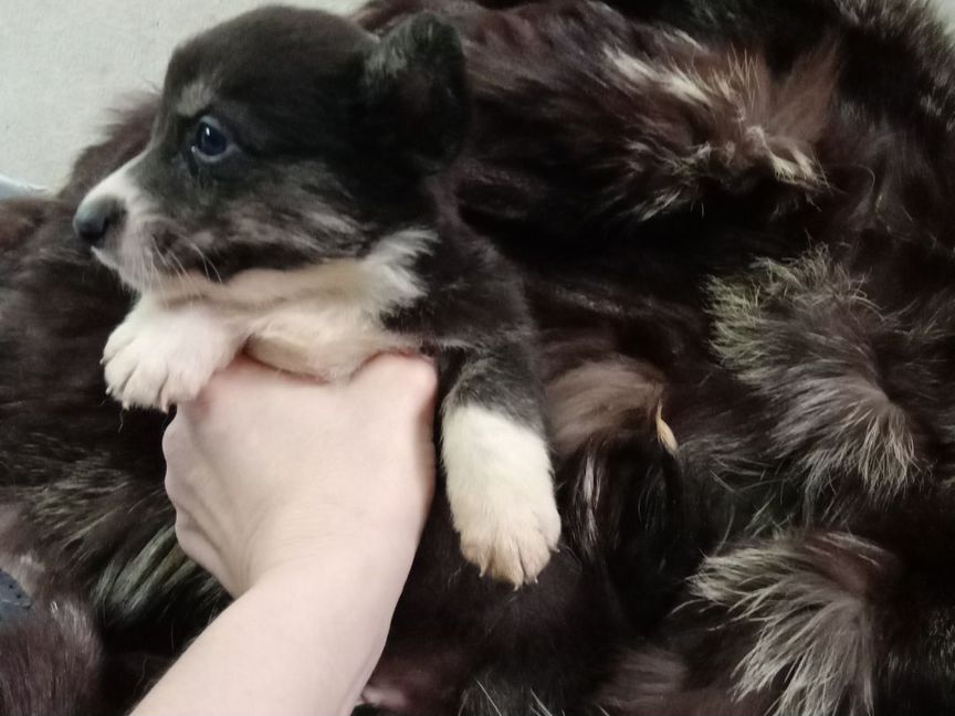 Вельш-корги кардиган