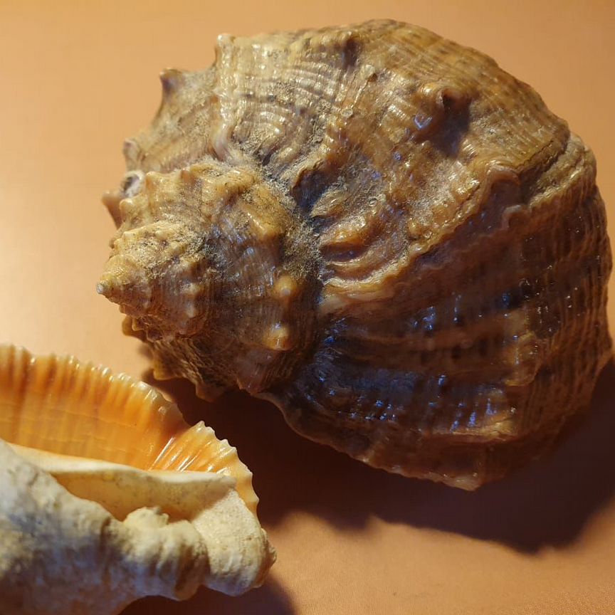 Ракушки рапана