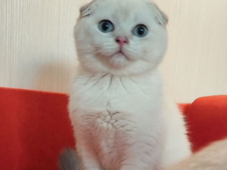 Шотландская шиншилла котята