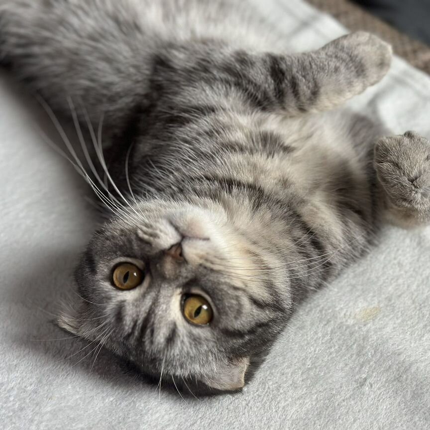 Кот для вязки шотландский вислоухий