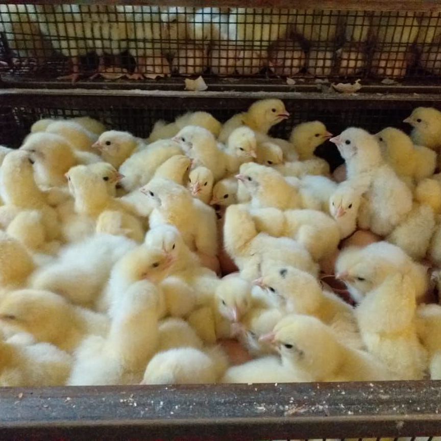 Молодняк птицы