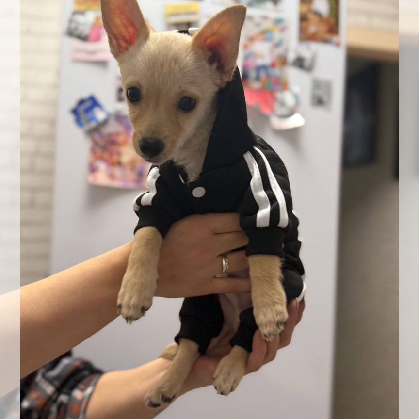 Русский той-терьер, щенок