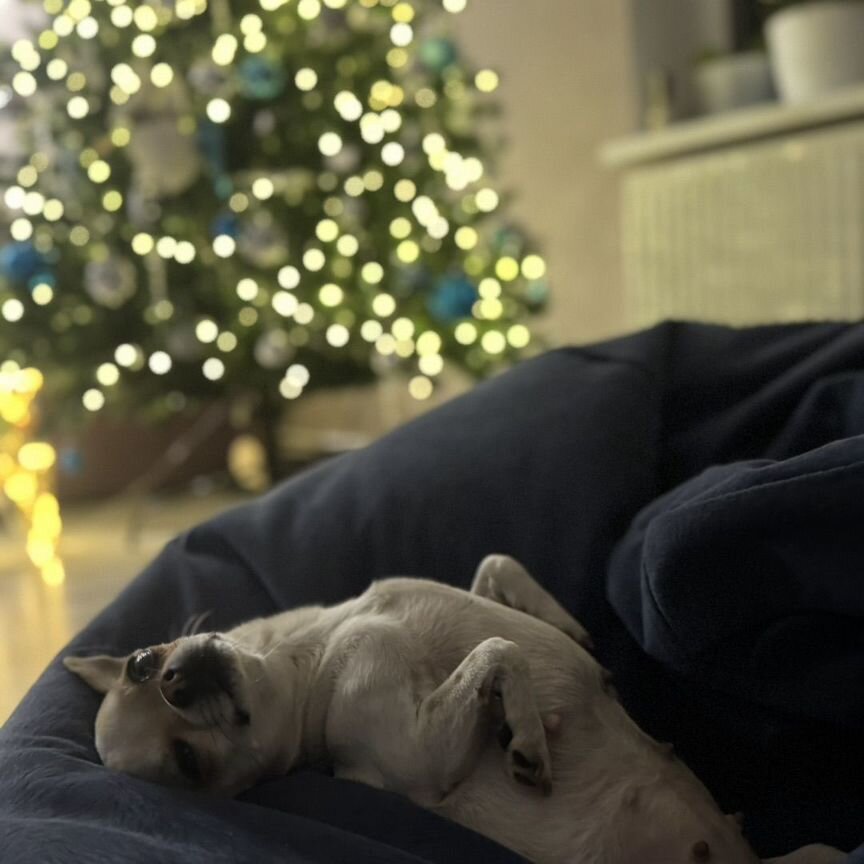 Щенки чихуахуа