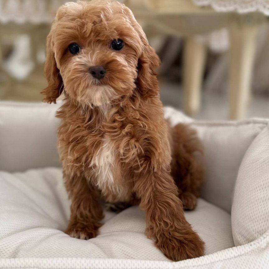 Мальтипу, щенок