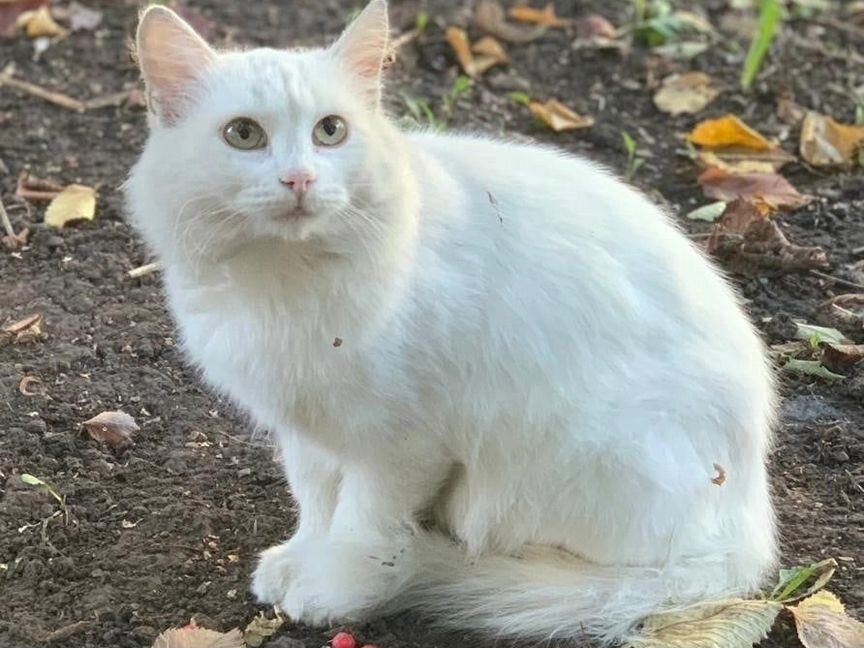 Просто белая кошка которой нужен человек