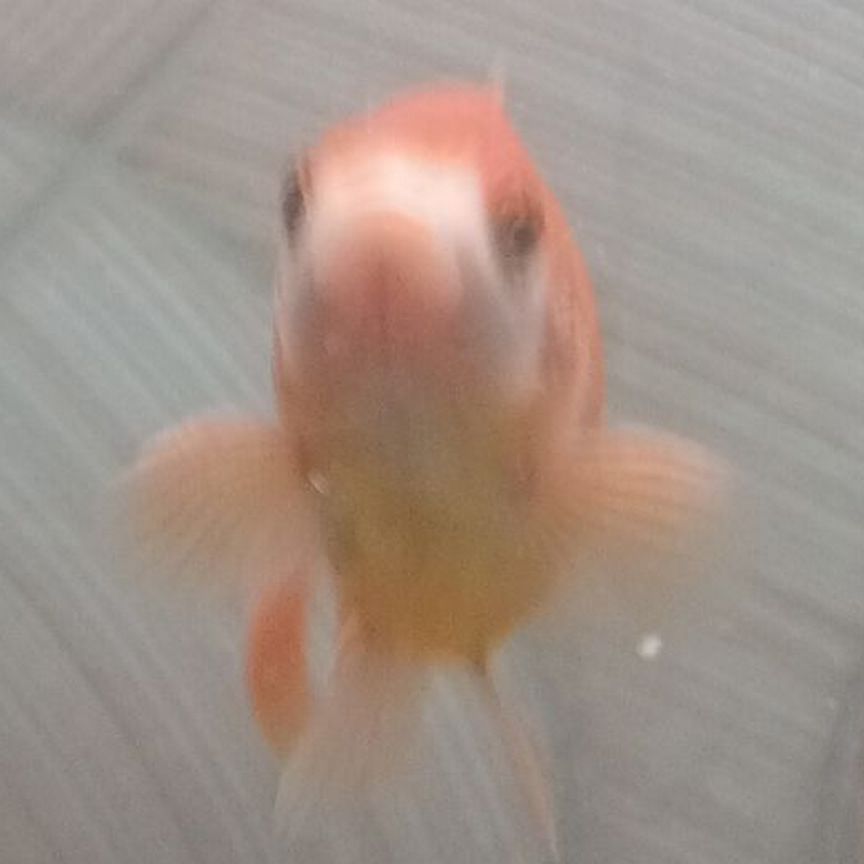 Золотая рыбка