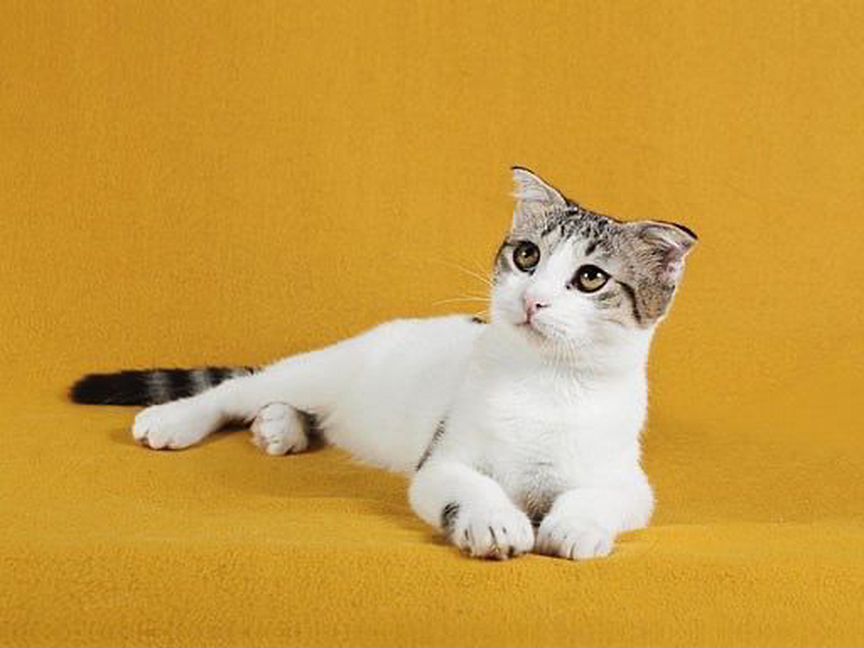 Вислоушка Снежа