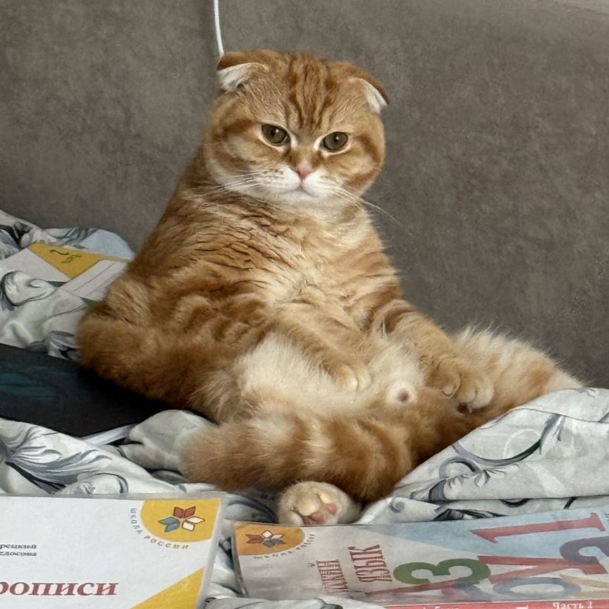 Шотландский вислоухий короткошёрстный котёнок