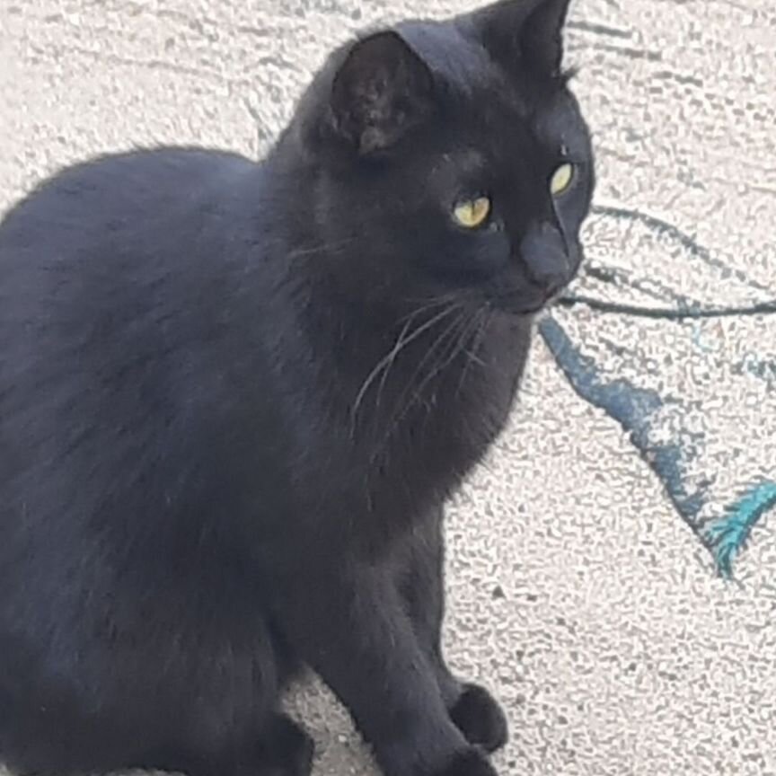 Котейка ласковый и забавный