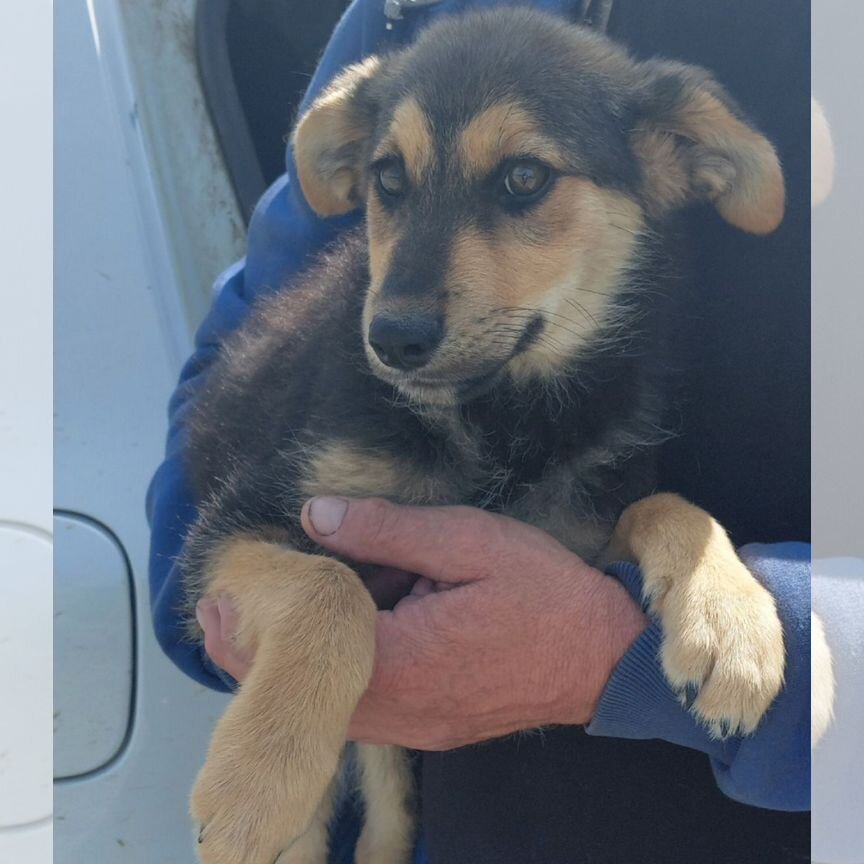 Собаки бесплатно в добрые руки