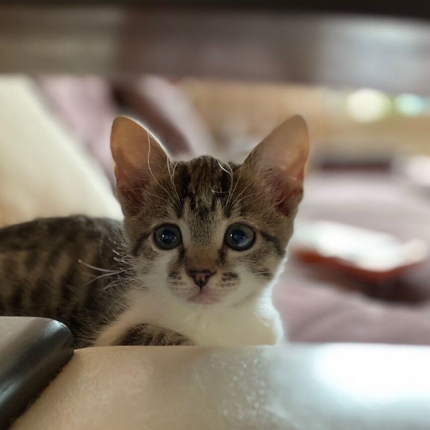 Котенок девочка в добрые руки