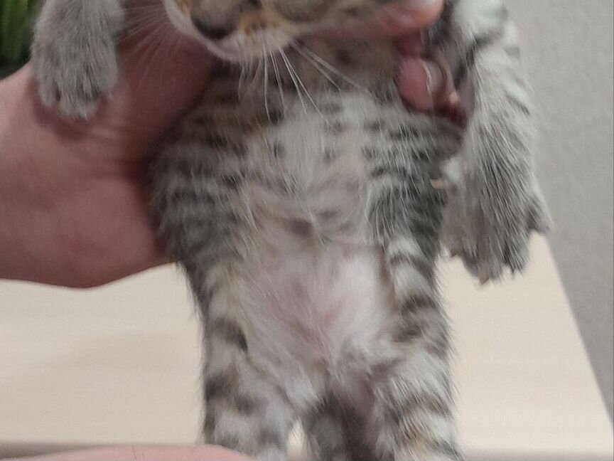 Котенок