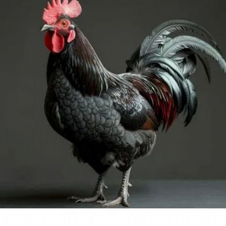 Петухи домашние живые