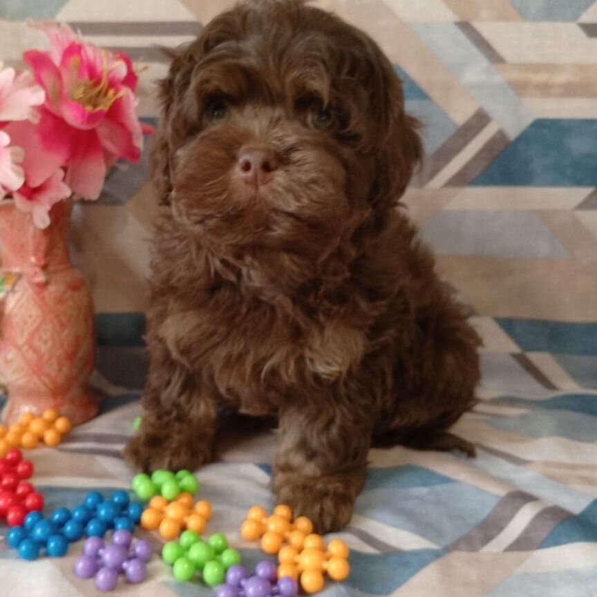 Малыш мальтипу