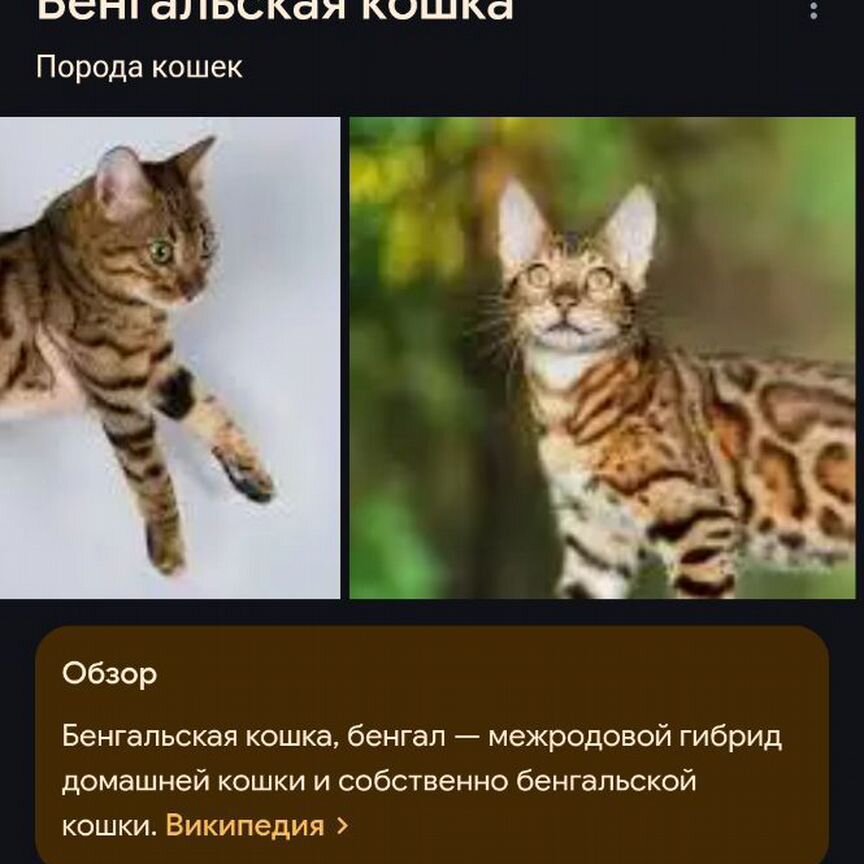 Бенгал кошка породистая