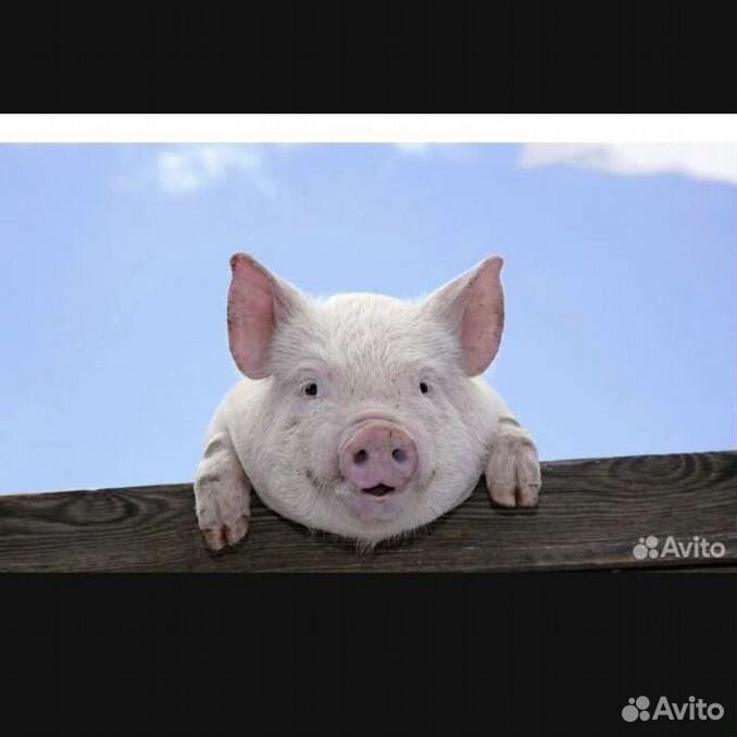 Заготовитель свиней и крс