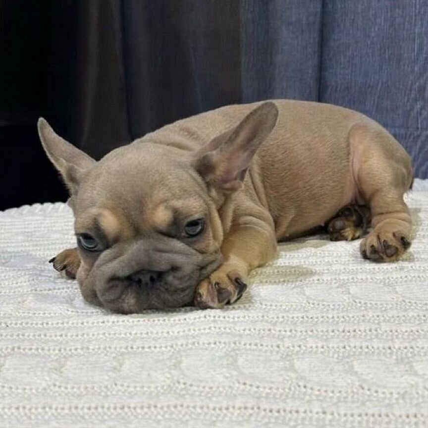 Французский бульдог Big Rope