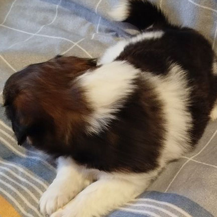 Джек-рассел-терьер, щенок